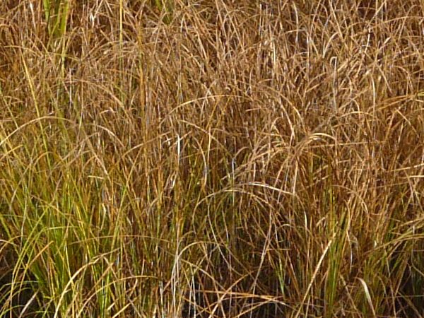 tall grass texture 0005 - Texturelib